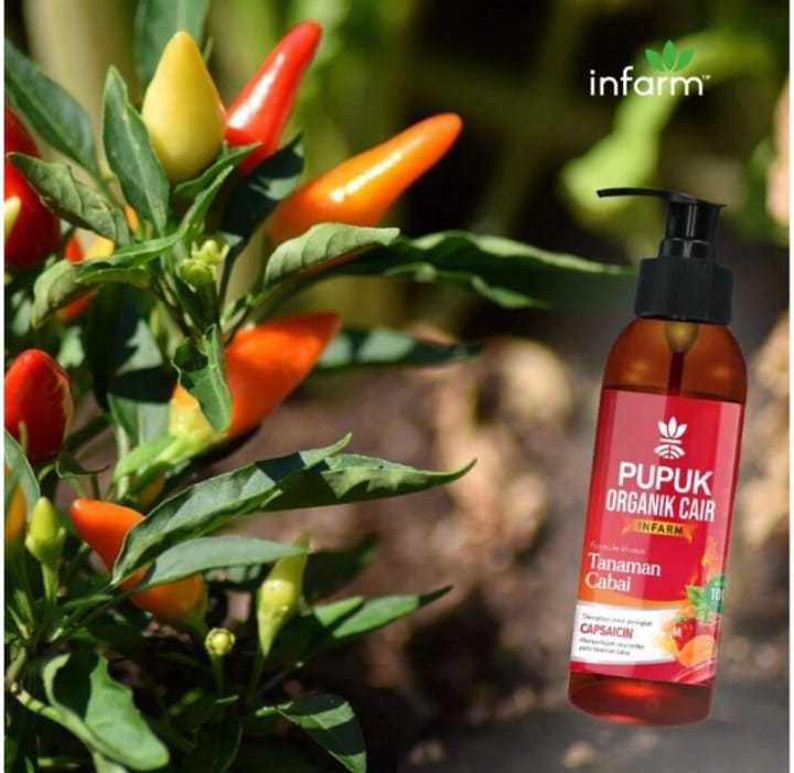 pupuk organik INFARM TANAMAN CABE ORIGINAL melebatkan tanaman cabe ...