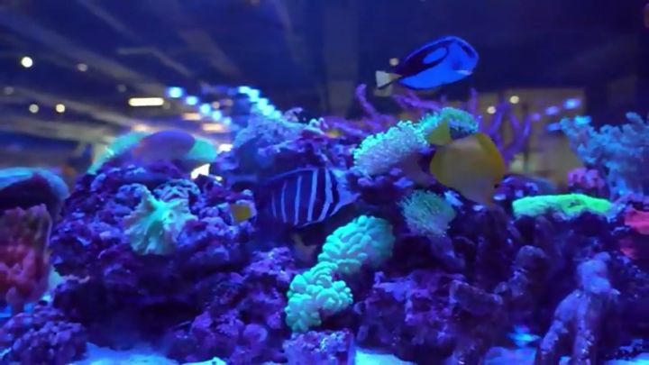 GAKO Q-2 18W Reef & Refugium Light (with dimmer and timer) | Lazada PH