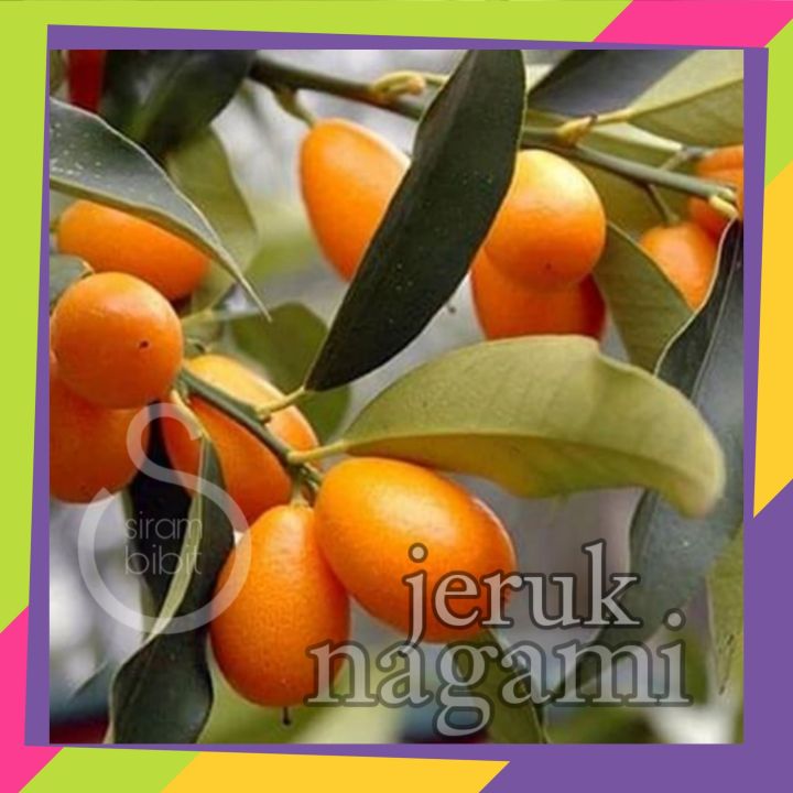 bibit jeruk nagami // jeruk nagami okulasi | Lazada Indonesia