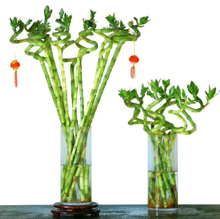 Lucky Bamboo Live Plant Chinese New Year Bamboo Curly Bamboo 转运竹 新年竹 ...