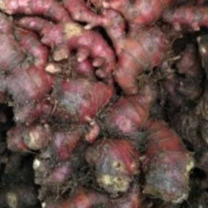 READY STOK JAHE MERAH SEGAR/ JAHE MERAH FRESH / JAHE MERAH DADAKAN 1KG ... READY STOK JAHE MERAH SEGAR/ JAHE MERAH FRESH / JAHE MERAH DADAKAN 1KG ...