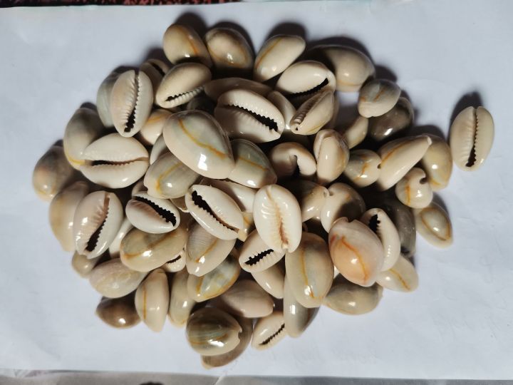 1Kg. Sigay | Sea Shells | Cowrie Shells | Lazada PH