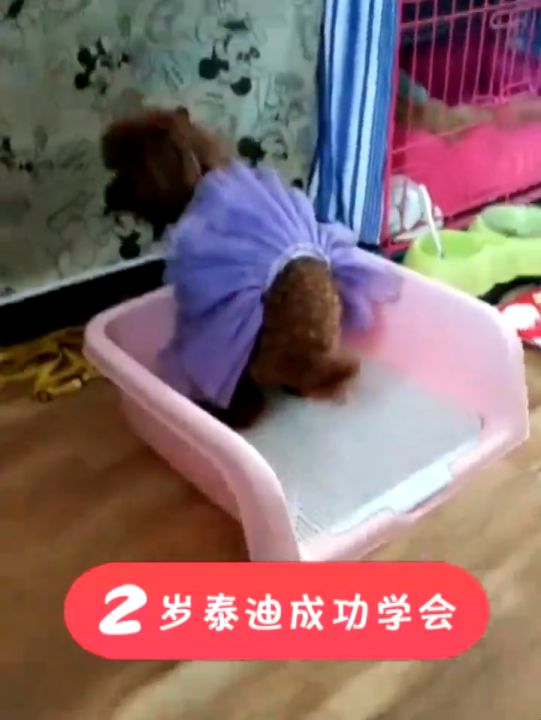 Extra Large Dog Toilet Fence Type Proof Splash Dog Training Poop Tray ...