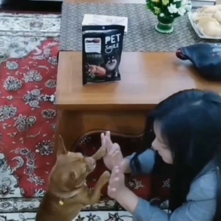 PETSMILE SOFT CHICKEN Breast Coconut Dog 50g. | Lazada.co.th