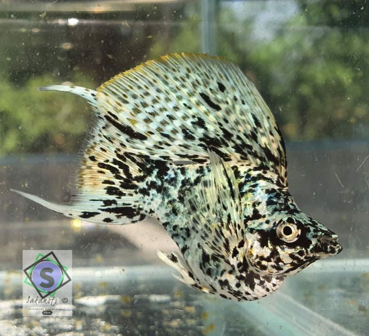 (HIGH QUALITY MOLLY FISH) MARBLE SNOW PLATINUM MOLLY PAIR PURE BREED ...