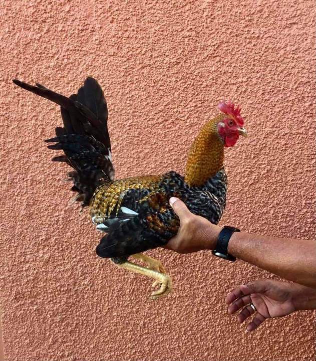 Manok | Lazada PH: Buy sell online Fitness Circles with cheap price ...