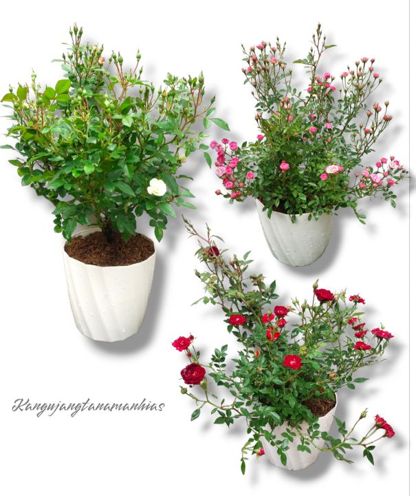 TANAMAN HIDUP Bunga MAWAR beby minion | Lazada Indonesia