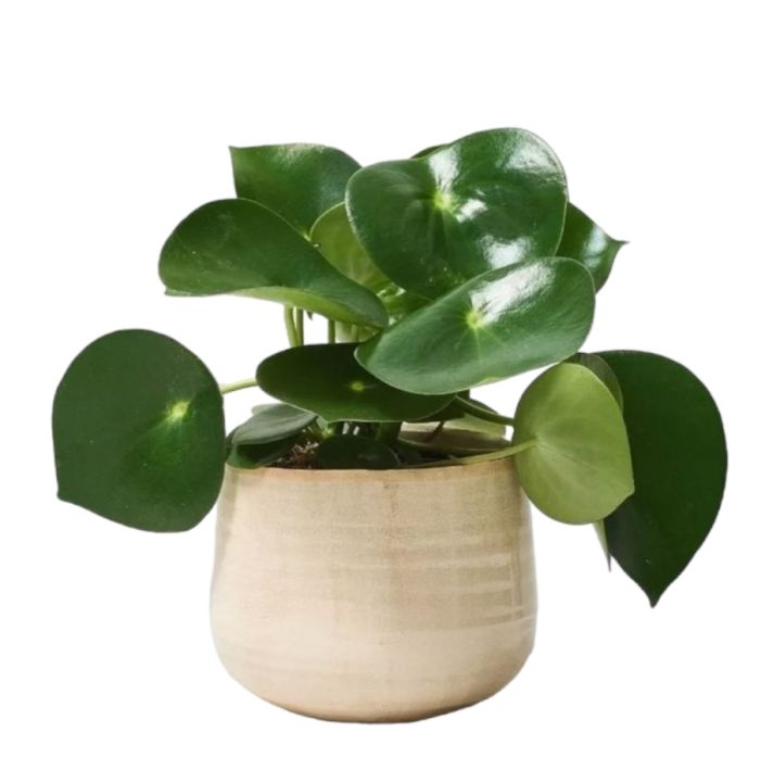 bunga hidup asli peperomia raindrop indoor | Lazada Indonesia