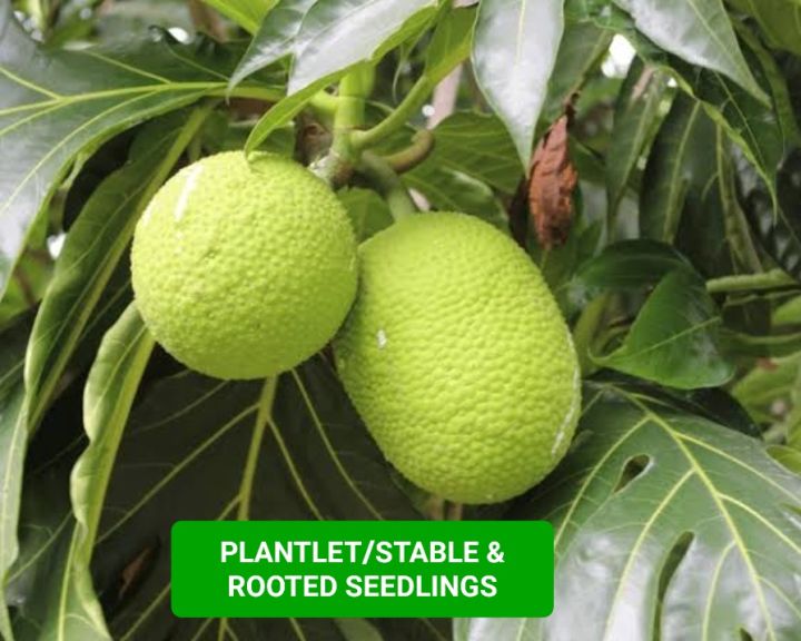 Bread fruit or Rimas | Lazada PH