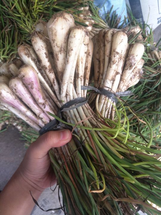 SAKURAB/SEBUJIENG PER BUNDLE 350g | Lazada PH