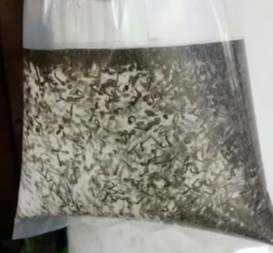 jentik/Encu pakan ikan/burayak kemasan 500.gr (perpack/bungkus ...