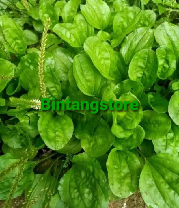 Daun sendok segar / daun kiurat segar 250 gram | Lazada Indonesia