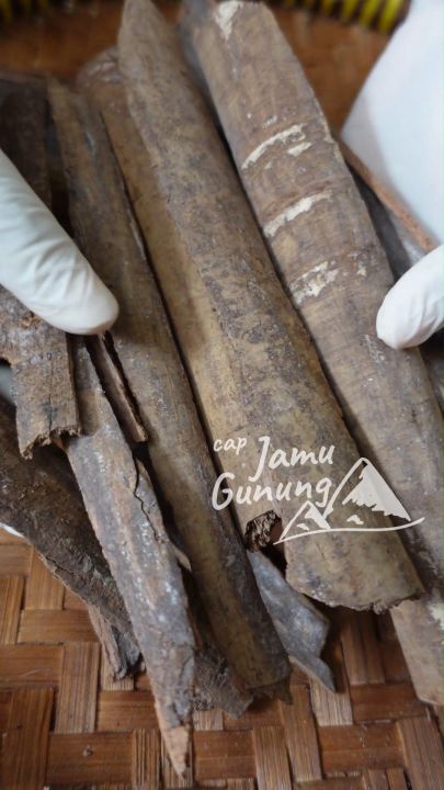 Kulit Kayu Mesoyi 250gr atau Masoi Kering - Bersih | Lazada Indonesia