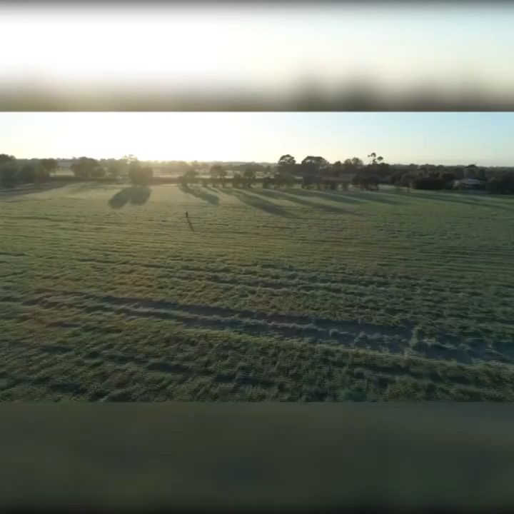 Navitas barley grass powder orginal made in japan healthy organic 100% ...