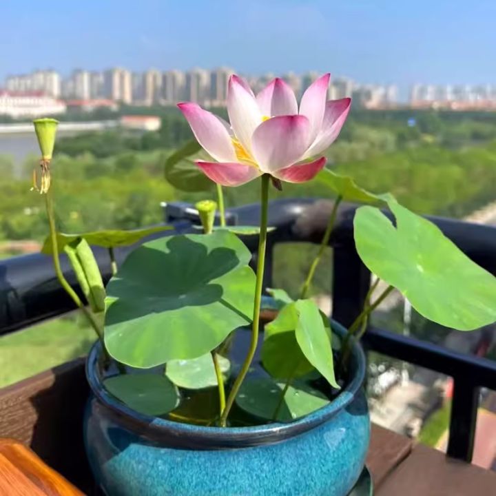 Four Seasons Flowering Lotus, Hydroponic Plants, Flowers, Indoor Living ...