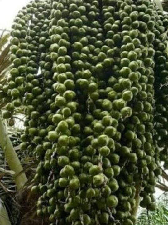 BULI PALM SEEDS/SEEDLINGS/SHOOTS FOR PLANTING - 5PCS | Lazada PH