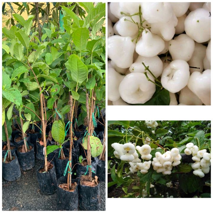 Anak pokok jambu bertih putih/jambu keling putih 2 kaki | Lazada