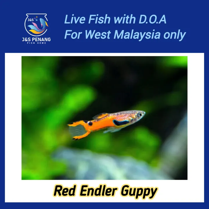 Red Endler Guppy - J&S Live Fish with D.O.A. | Lazada