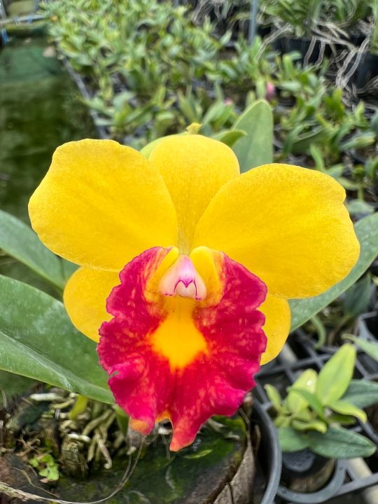 🌺🌺Cat siêu mini .(Cây mini hoa cũng mini) 👉 Cattleya Jungle Beau. Cây ...