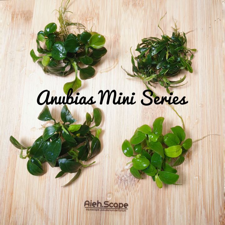 Anubias Mini Series: Anubias Nana Petite, Anubias Mini Golden, Anubias ...
