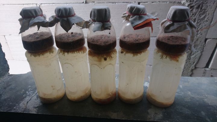 JAMUR JAKABA DAN PSB SUPER JAKABA 350ML PUPUK ORGANIK /jamur keabadian ...