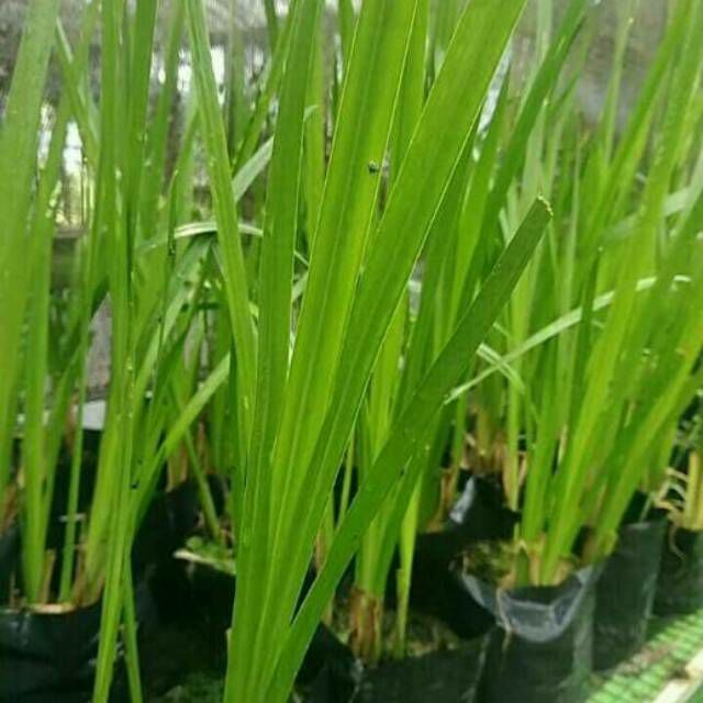 Bibit Tanaman Obat Herbal Dlingo / Jaringau | Lazada Indonesia