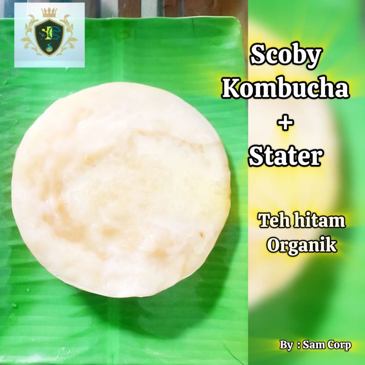 SCOBY KOMBUCHA DAN STATER JAMUR DIPO TEH HITAM ORGANIK PREMIUM HERBAL ...