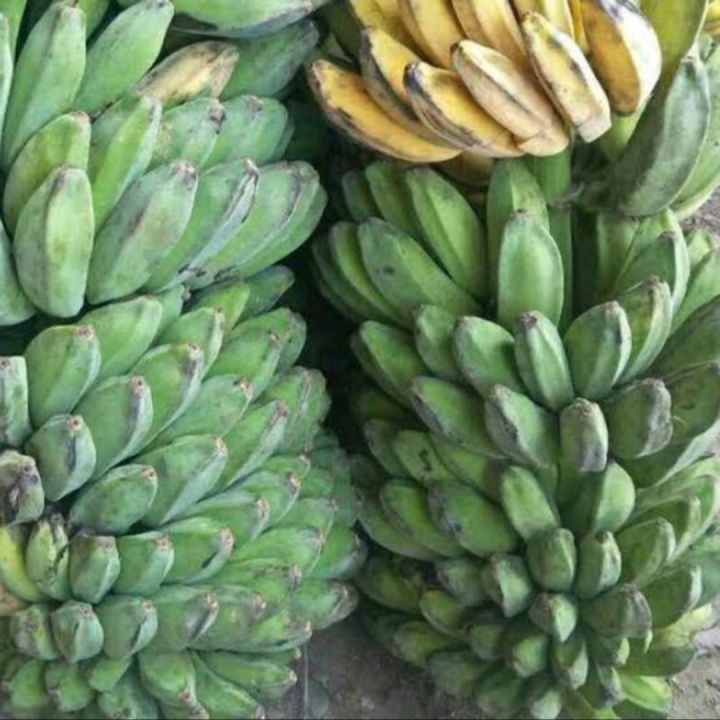 PISANG KEPOK KUNING / KAPOK URANG 1 SISIR (LIRANG) | Ukuran Sedang ...