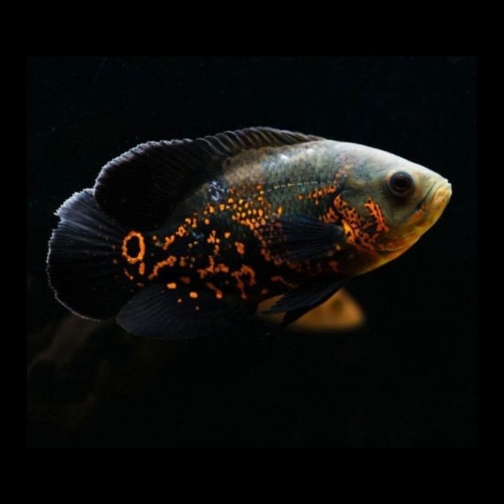 TIGER OSCAR /LIVE FISH /IKAN HIASAN /ORNAMENTAL FISH /AQUARIUM NEED ...