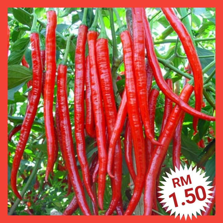 C2 Biji Benih Lada Cili Merah Panjang（60+/-） Long Red Pepper Chili ...