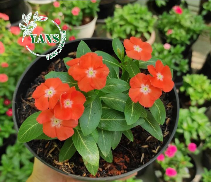 BISA COD tanaman hias bunga vinca orange - bibit pohon bunga tapak dara ...