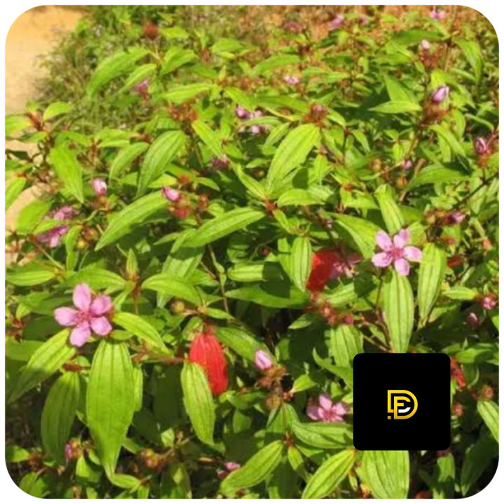 Daun senduduk daun senggani daun harendong 250 gram segar | Lazada ...