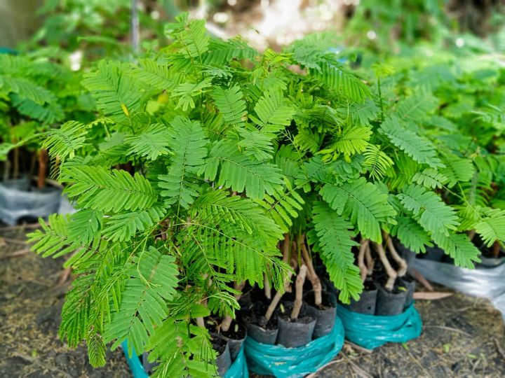 ต้นชะอมไร้หนาม1ชุด10ต้น หรือหนามน้อยนิยม🪴ตัดยอดทานขายสร้างรายได้ถูก ...