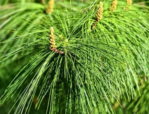daun pinus segar di petik pas masuk order 1 kg | Lazada Indonesia