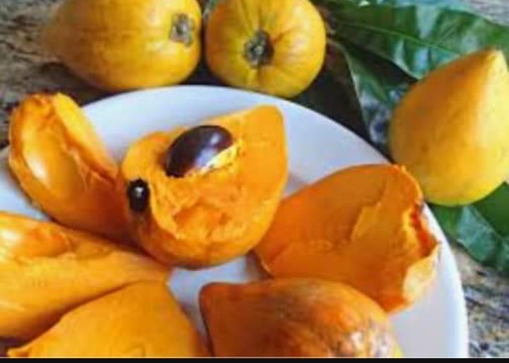 benih atau pokok buah ciku kawin atau buah likuma | Lazada