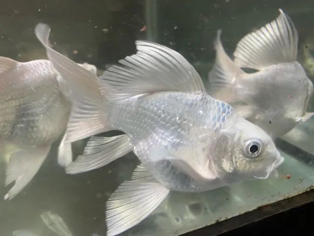 koi panda/orange butterfly shortbody | Lazada