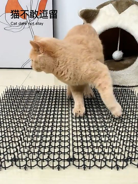 Cat Repellent Penghalau Kucing Halau Kucing Anti Cat Spike Mat Animal ...