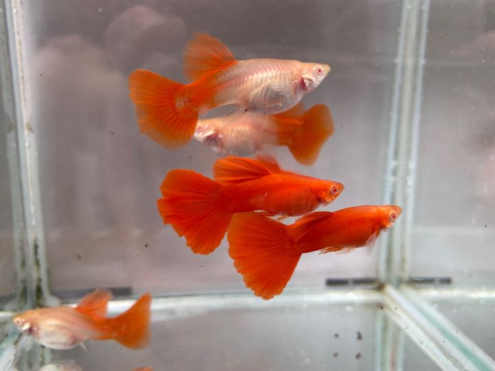 SALE Albino Full Red One Pair Guppy | Lazada