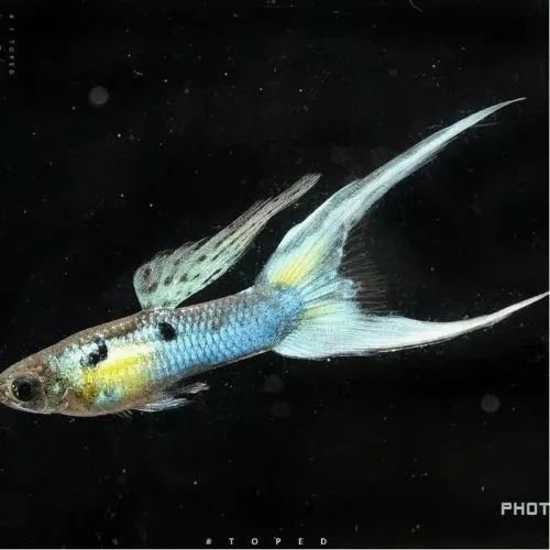combo 2 pair of classicdouble tail blue Japan and 4 male scarlet ...