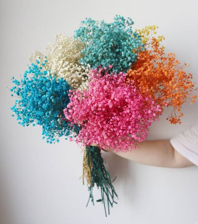 Dried Gypsophila (2-3 stems) Babysbreath Preserved Dried Flowers Dried ...