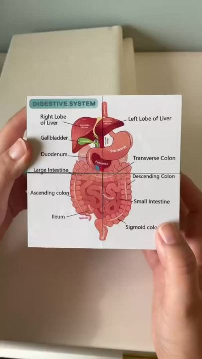 Student Human Anatomy 3.93"Cube Anatomy Poster Set Heart,Brain,Lung ...