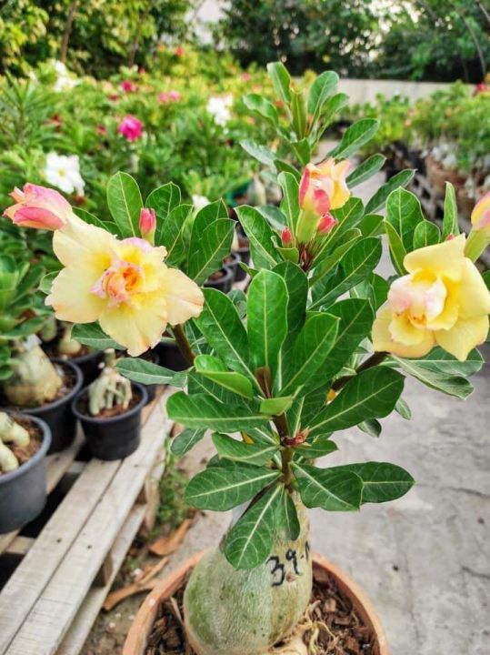5 Pieces Medium Size Grafted Adenium | Lazada PH
