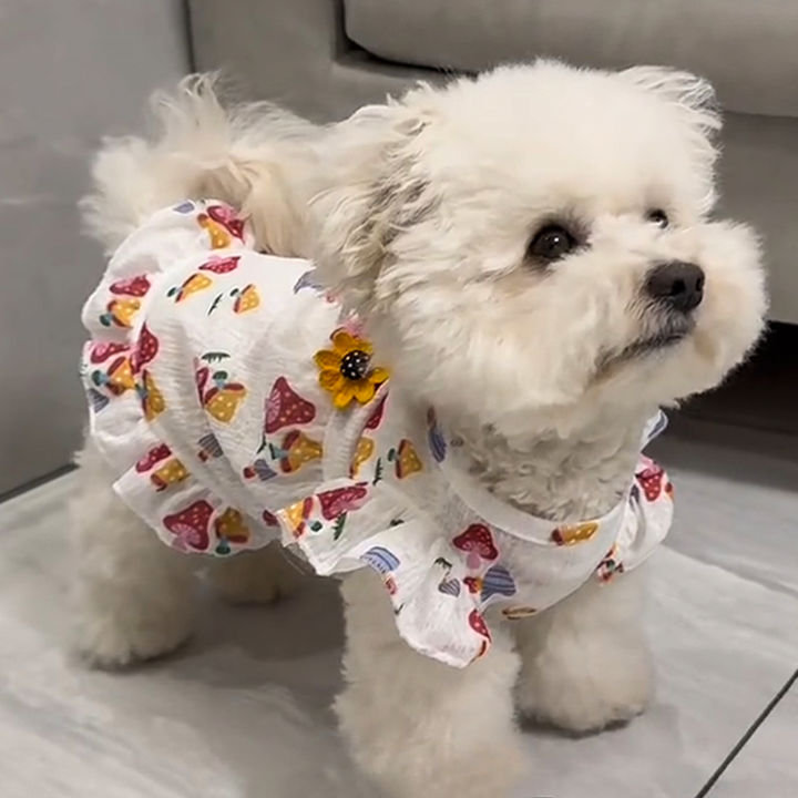 Váy Mùa Hè Mỏng Cho Chó Teddy Bichon Pomeranian Nhỏ Chống Rụng Lông Mèo ...