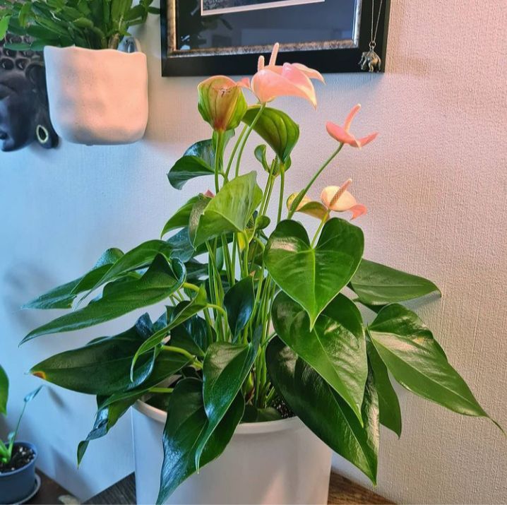 Tanaman hias anthurium andreanum flamingo lily bunga pink - bibit ...