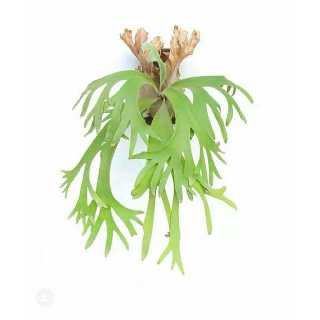 TANAMAN HIAS KADAKA TANDUK RUSA - platycerium willinckii | Lazada Indonesia