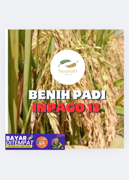 BENIH PADI INPAGO 13 SUPER BERKUALITAS ORIGINAL KEMASAN 5KG | Lazada ...