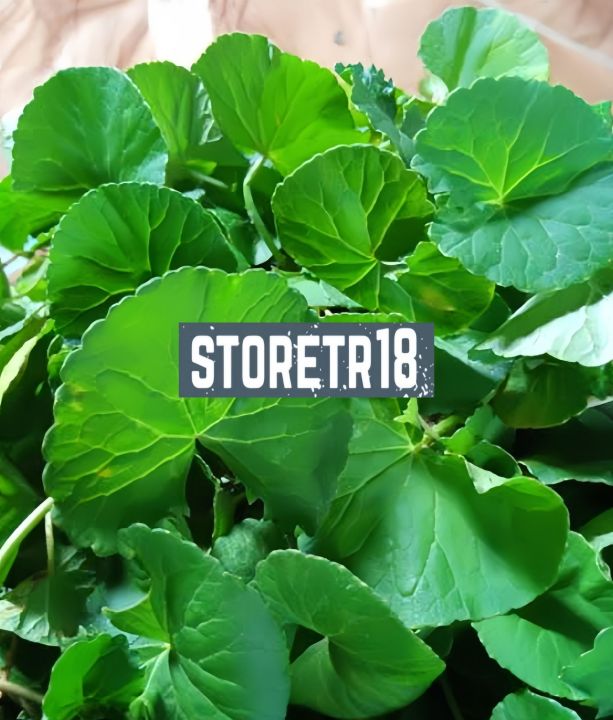 Daun Pegagan Daun Antanan Segar Isi 1 Kg | Lazada Indonesia