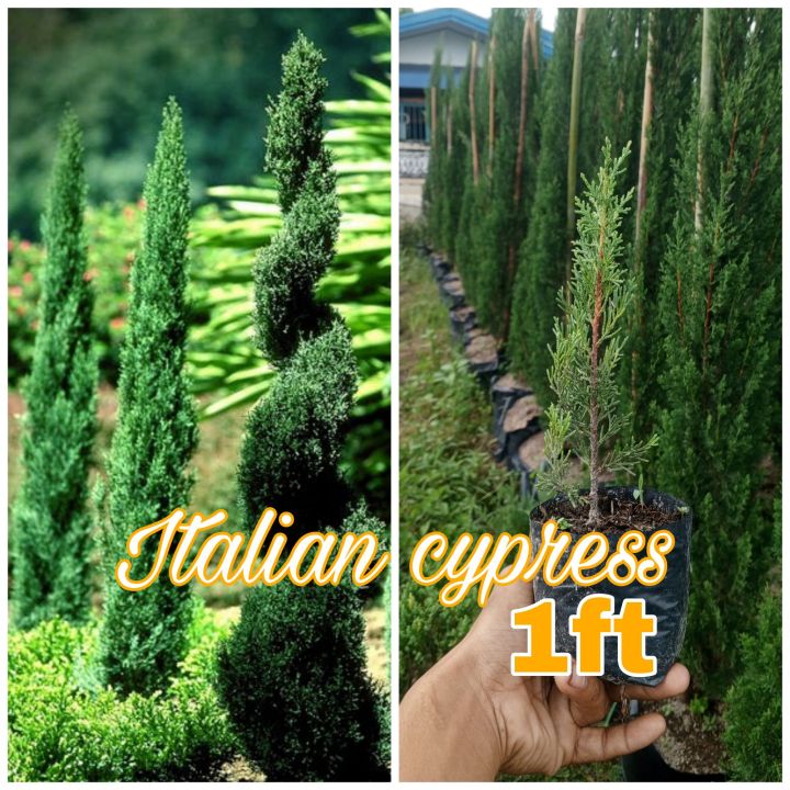 Italian cypress pine tree live Best for your Gardening ideas | Lazada PH