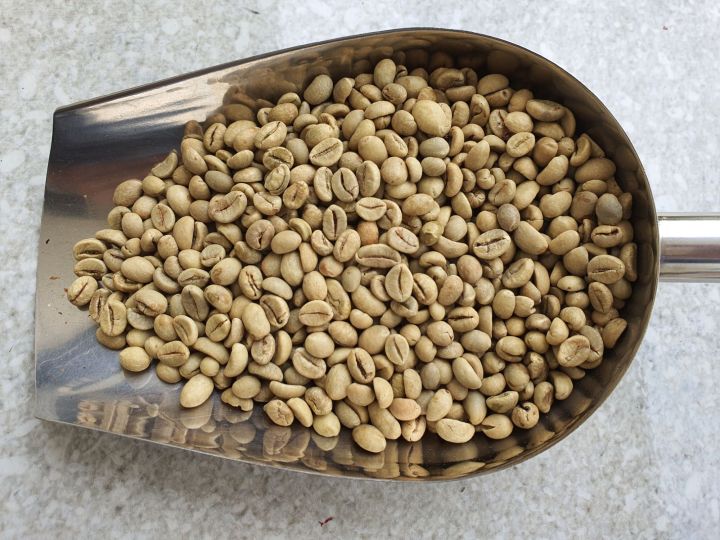 PREMIUM GRADE JAVA ROBUSTA GREEN (AP1) COFFEE BEANS (RAW) 1KG | Lazada PH