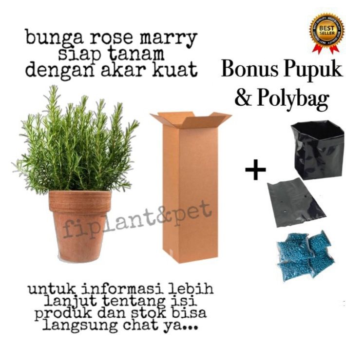 pohon bunga rosse marry sudah besar wangi khas | Lazada Indonesia